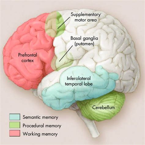 memory flashcards quizlet