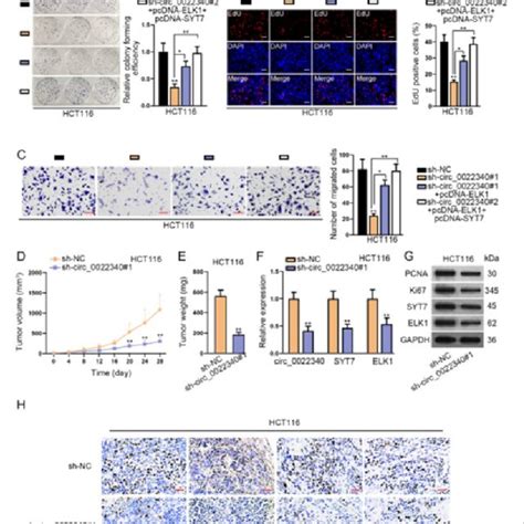 Circ0022340 Promotes The Progression And Tumor Growth Of Crc Through