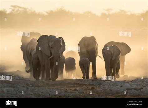 Elephant Bull At Waterhole Okavango Hi Res Stock Photography And Images