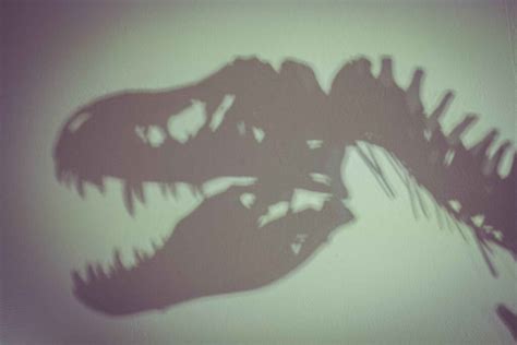 Scientists Call For Ditching ‘sexist Dinosaur Names Daily Telegraph Nz