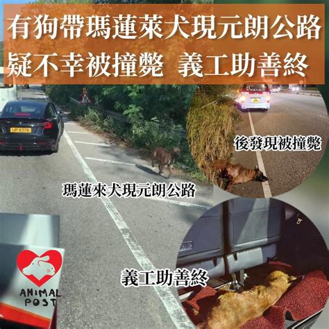 義工數次營救不成功 現公路瑪蓮萊不幸離世 香港動物報 Hong Kong Animal Post