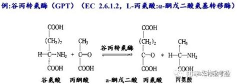 生物化学高频考点（十九）之酶的命名和分类内容及思维导图 知乎