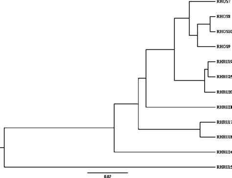 UPGMA Dendrogram Based On Nei S Unbiased Distances 1978 Between