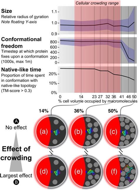 Effects Of Crowding Upon Conformation Size Conformational Freedom And