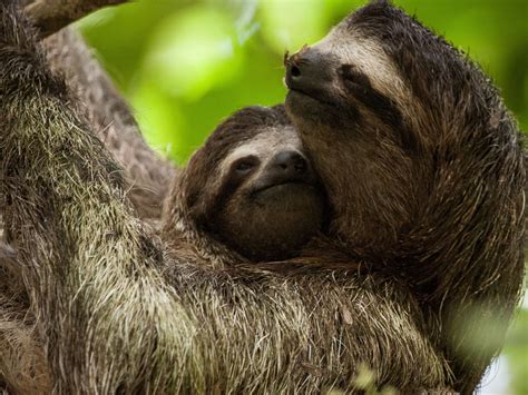 Follow Your Dreams  Sloth