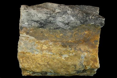 3 9 Fossil Lycopod Tree Root Stigmaria Kentucky 181397 For Sale