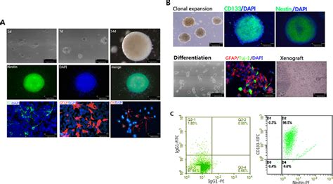 Characterization Of Hnscs And Hgscs A Hnscs Characterization Upper