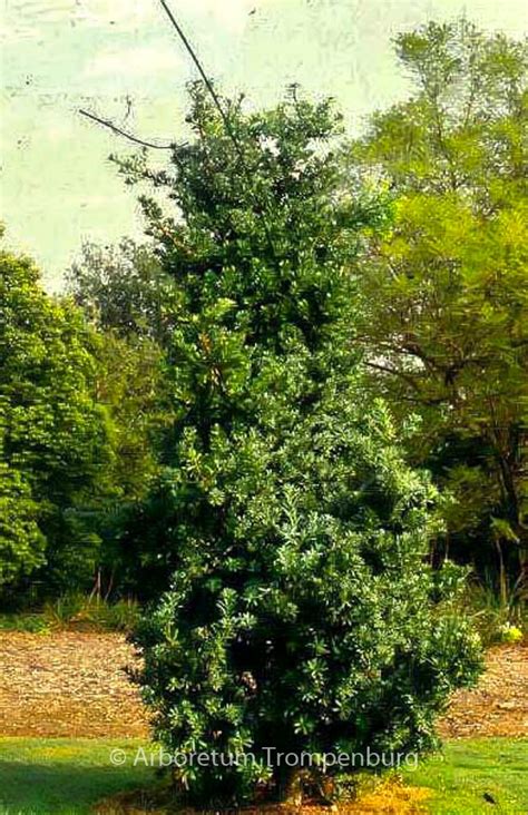 Podocarpus Latifolius Esveld Shop