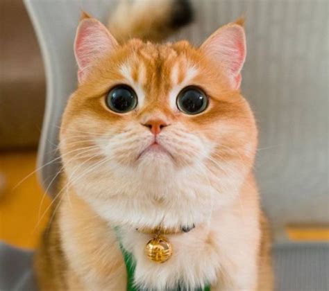 قط بريطاني يحصل على عقود رعاية وإعلانات لديه أكثر من 614 ألف متابع