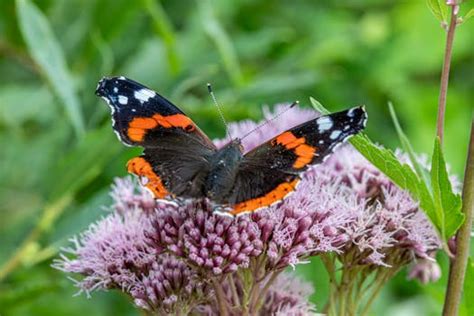 Unlocking Android Jetpack Lifecycle Observers Managing Lifecycle Aware