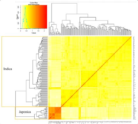 Phylogenetic Tree In The Form Of A Kinship Plot A Heat Map Of The