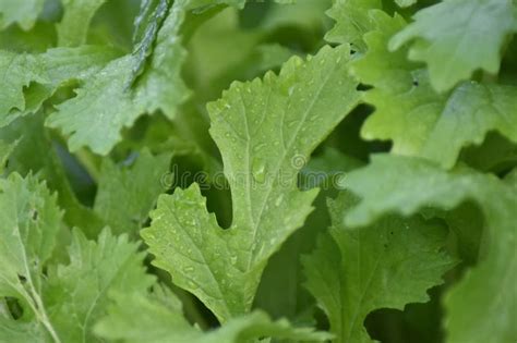 Brassica Rapa Ssp Silvestris Namenia Stock Image Image Of Flora