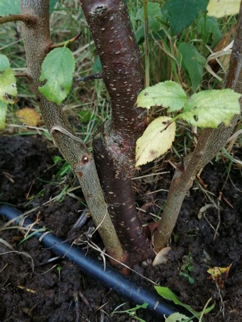 Are These Suckers On Plum Tree — Bbc Gardeners World Magazine