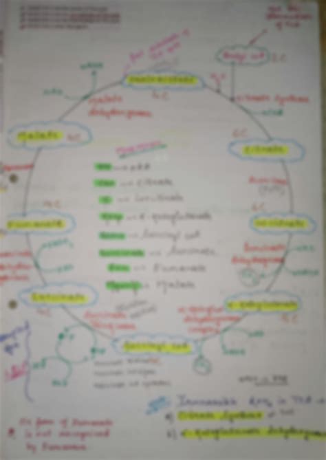 Solution Unraveling The Complexity Of The Krebs Cycle And Its Physiological Significance