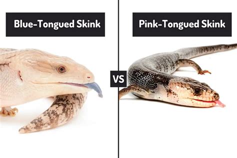 15 Blue Tongued Skink Morphs With Pictures