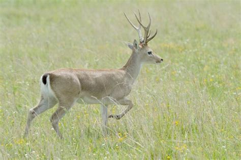 Grassland Animals List Interesting Facts Animals That Live In Grasslands