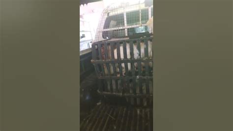 আজ ওমানে একটা মুরগি কিনতে গিয়ে কিছু আরবি ভাষা বলেছি আপনারা সিকতে পারেন Youtube