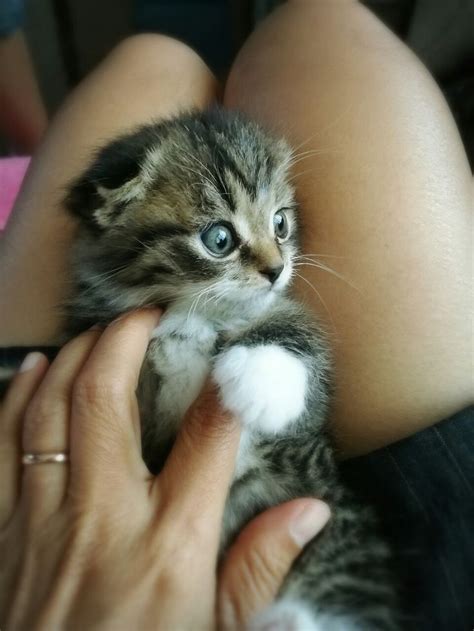 Khluy Is So Sweet Belove Kitty Photoniki