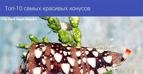 Топ-10 самых красивых конусов | Пикабу