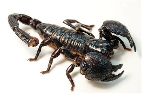 Different Species Of Scorpions A Comprehensive Guide To The Types