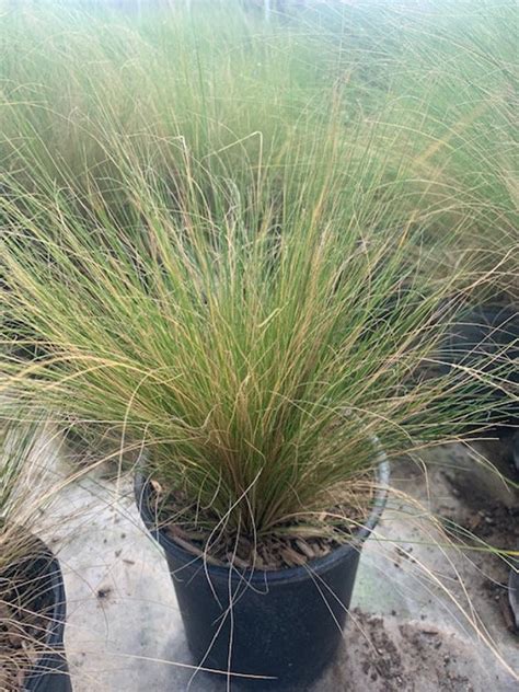Mexican Feather Grass Plant One Gallon Size Etsy