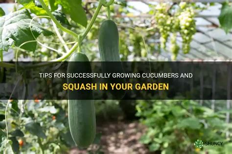 Tips For Successfully Growing Cucumbers And Squash In Your Garden Shuncy