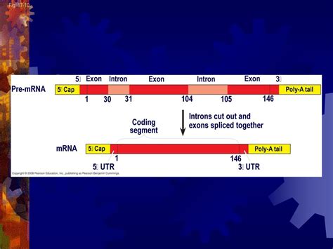 Dna Transcription And Translation Ppt Download
