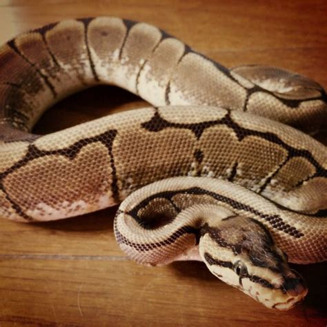 Spider Ballpython