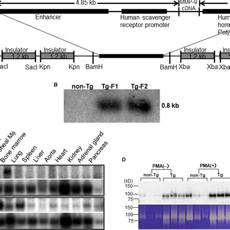 Transgenic Construct For Generation Of Transgenic Rabbits The Dna