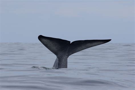 Fig 7 Geospatial Ecology Of Marine Megafauna Laboratory