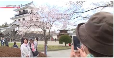 ဂျပန်အရှေ့မြောက်ပိုင်းတွင် ချယ်ရီပန်းများပွင့် Myanmar Digital News