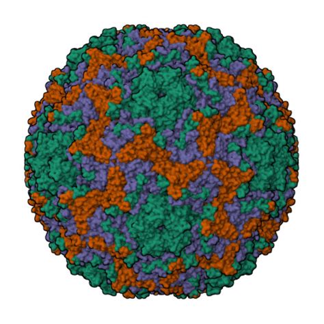 Rcsb Pdb 8e39 Purification Of Enterovirus A71 Strain 4643 Wt Capsid