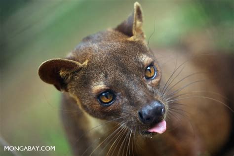 The Fossa Madagascars Largest Carnivore