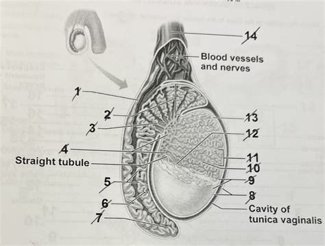 Anatomy Of Testis Diagram Quizlet