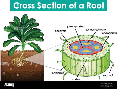 Plant Science Internal Root Structure Cut Out Stock Images Pictures Alamy