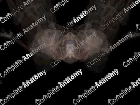 Anterior External Vertebral Venous Plexus Complete Anatomy