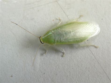 Green Cockroach Project Noah