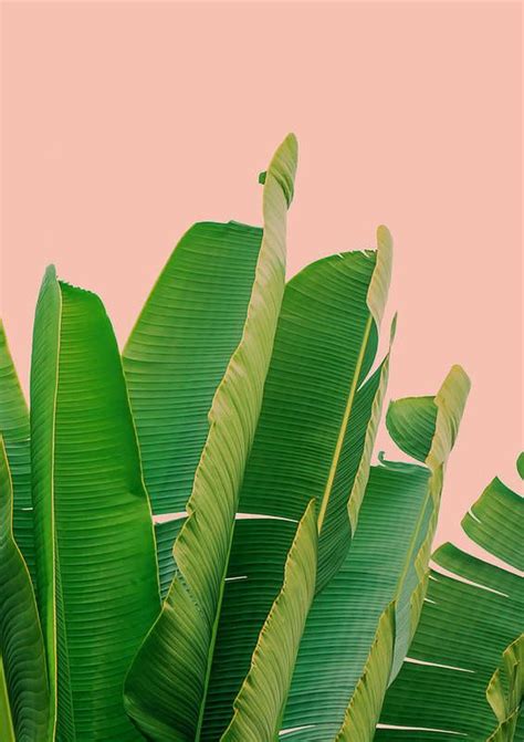 Border Frame Daun Pisang Bernadette Mitchell