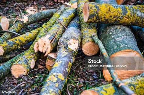 다양한 크기의 톱져있는 나무 줄기와 가지의 클로즈업 샷 0명에 대한 스톡 사진 및 기타 이미지 0명 거친 건조한 Istock