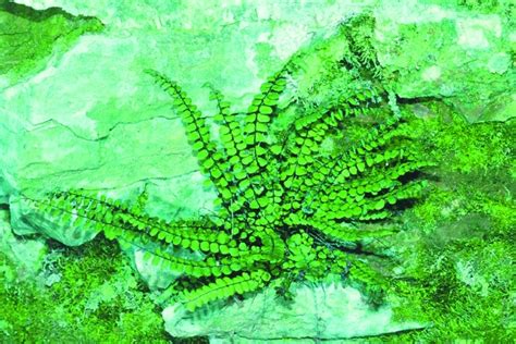 Asplenium Platyneuron Alliance For The Chesapeake Bay