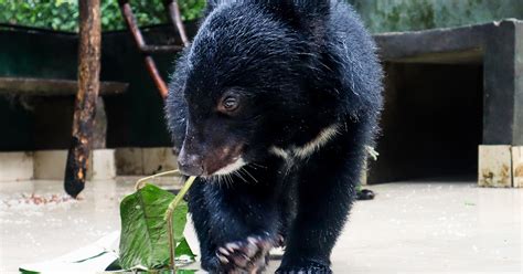 Rescued Cubs Learn Bear Necessities From Human Foster Carers