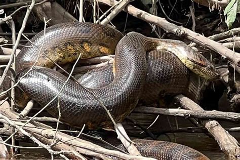 Scoperto Il Serpente Più Grande Mai Incontrato Finora Nelle Foreste