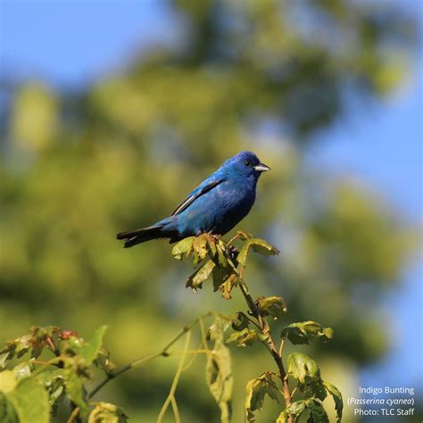 Triangle Land Conservancy On Linkedin Didyouknow