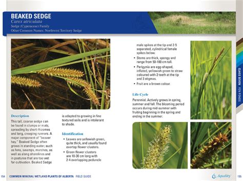 Wetland Field Guide Wetland Policy