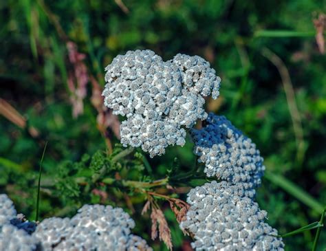 Premium Photo Achillea Millefolium White Flowers Closeup Floral