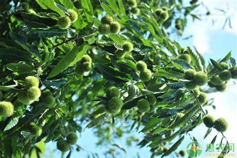板栗价格多少钱一斤板栗种植成本利润分析 惠农网