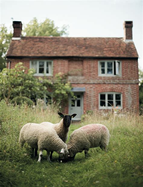 Content In A Cottage Lawn Mowing Sheep