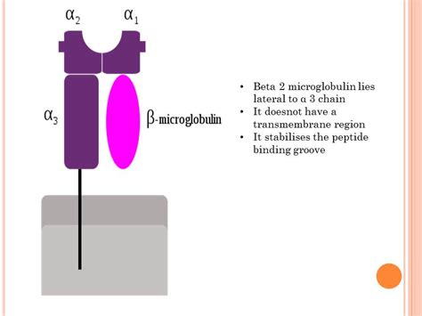 Ola Beta 2 Microglobulin And Hla Complex ️ Descubra A Emoção Dos