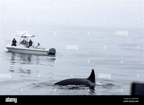 Monterey Bay California Aug 28 2022 Killer Whales Orcinus Orca