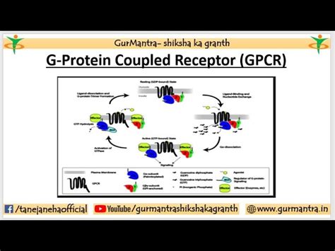 Cell Surface Receptor